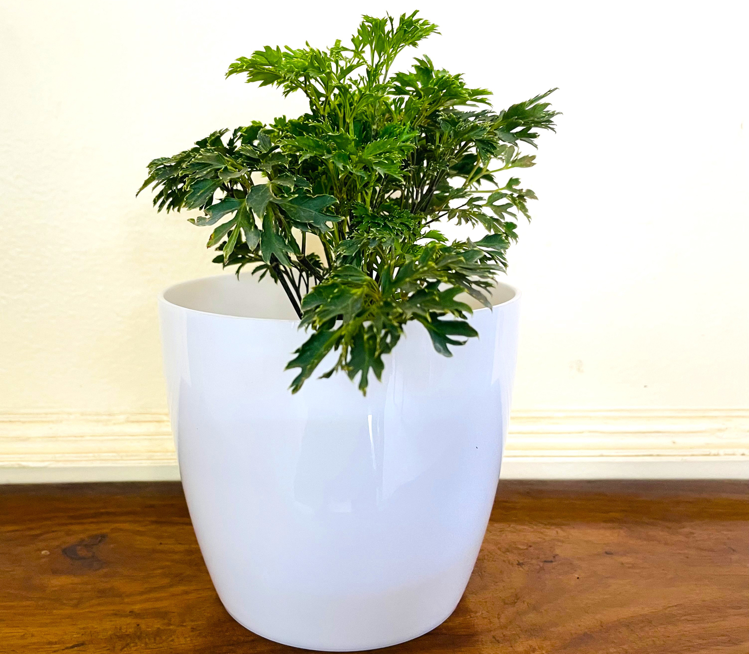 Ming Aralia Green - Blooms n Bough