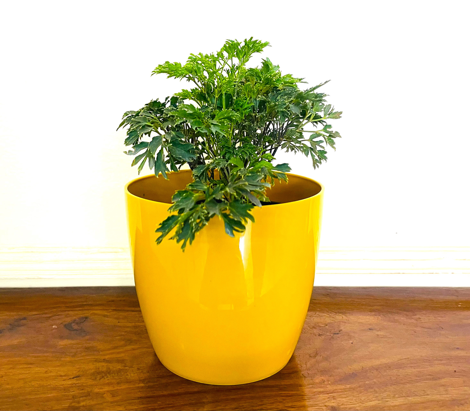 Ming Aralia Green - Blooms n Bough