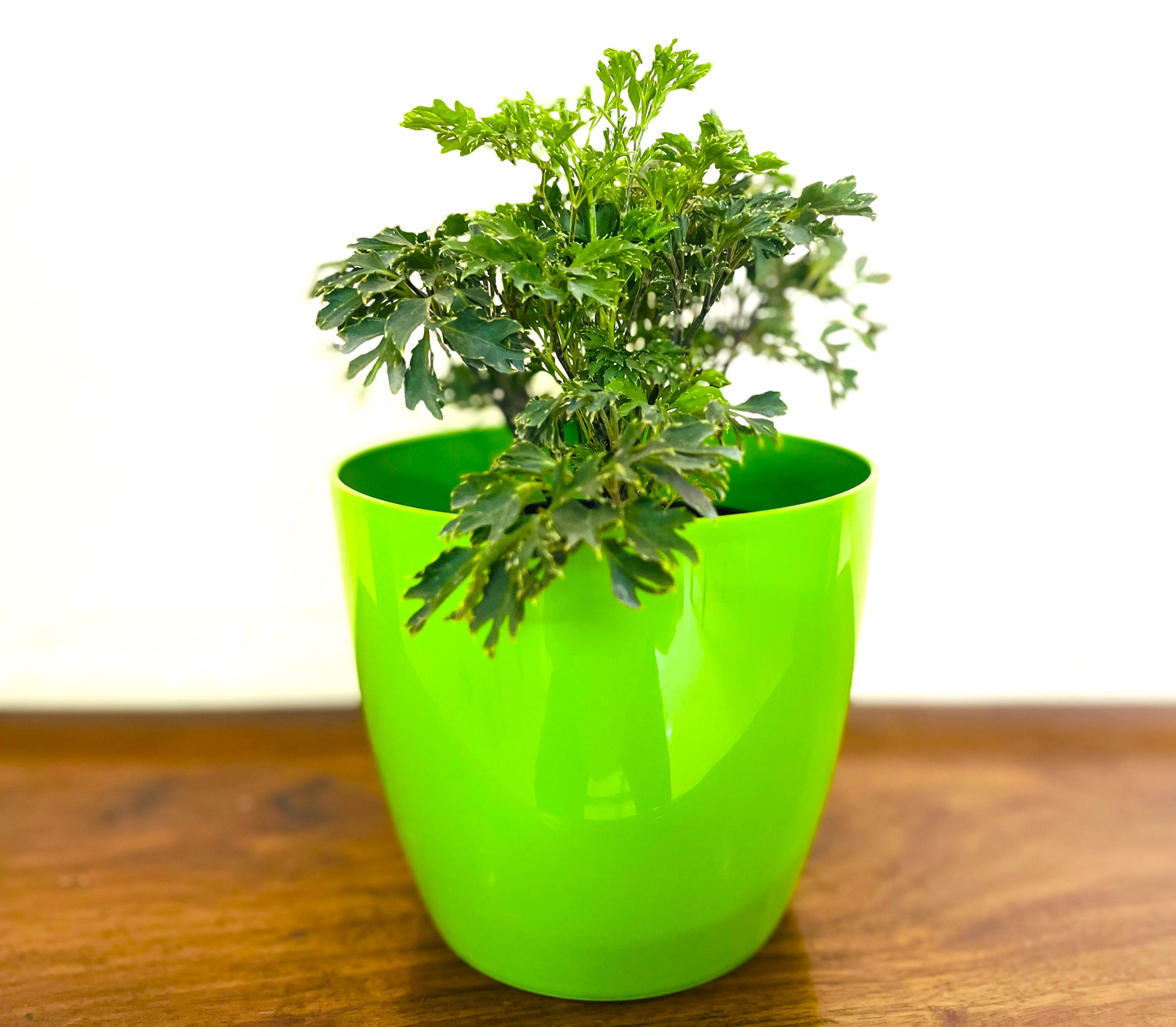 Ming Aralia Green - Blooms n Bough