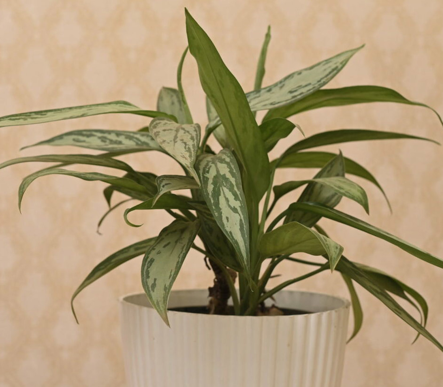 Aglaonema Chinese Evergreen / Silver Queen - Blooms n Bough