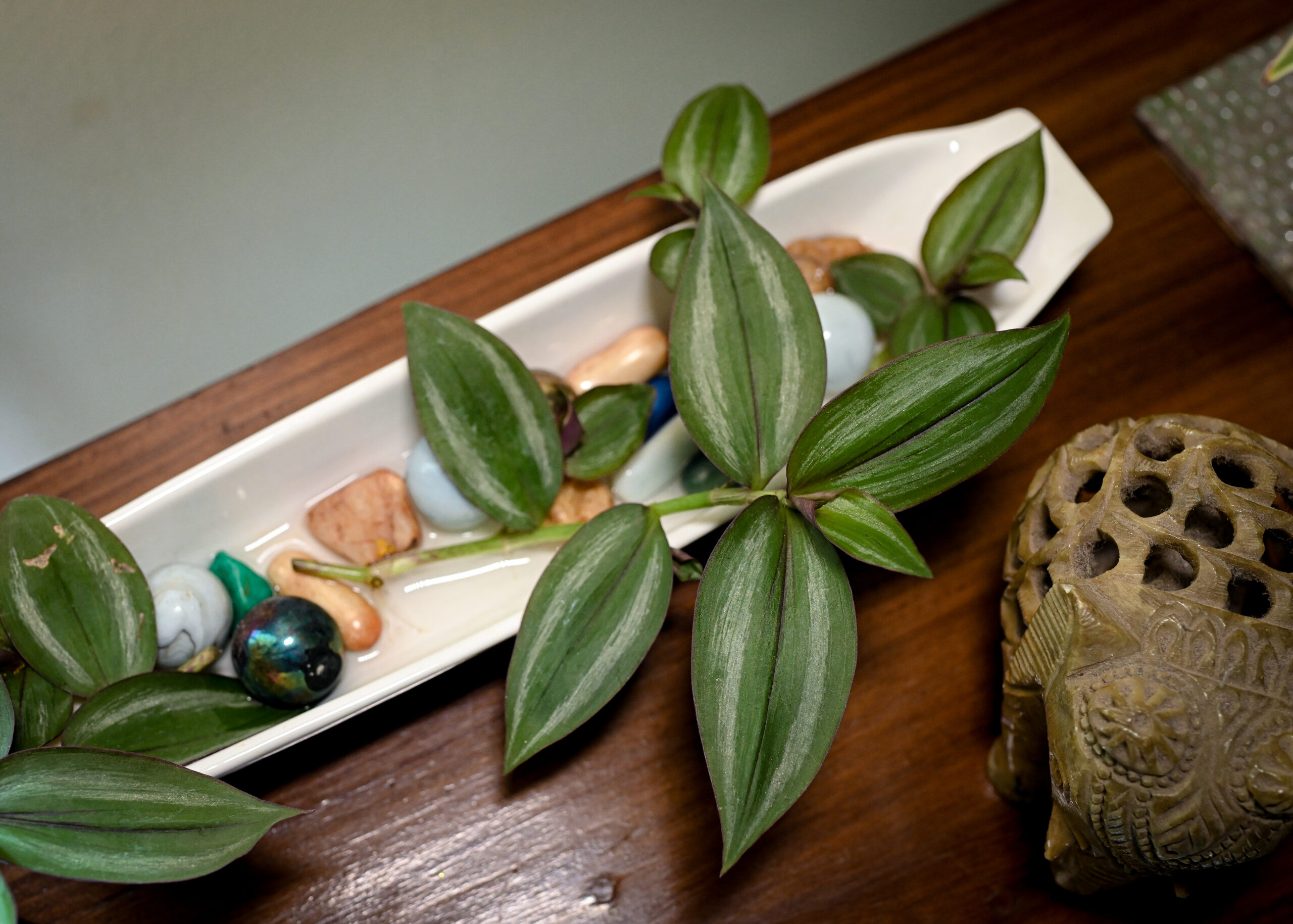 Wandering Jew/Tradescantia - Blooms n bough