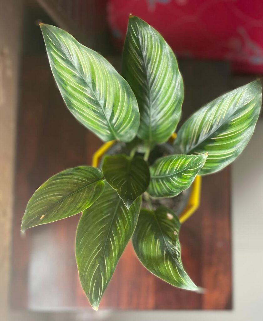 Calathea Beauty Star - Striking Indoor Plant | Low-Light Friendly