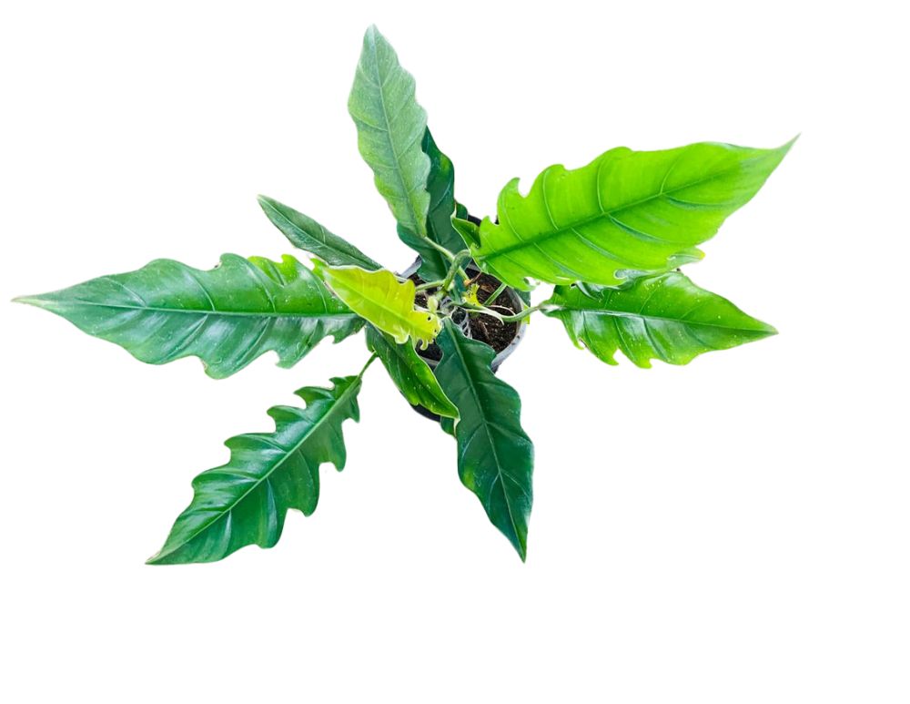 Philodendron Jungle Boogie Plant - A Rare Plant | bnbplants.com